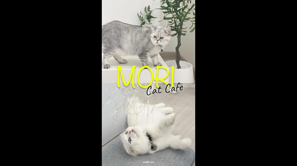 รีวิว Mori Cat Cafe คาเฟ่แมว ย่านรังสิต - TrueID Shorts