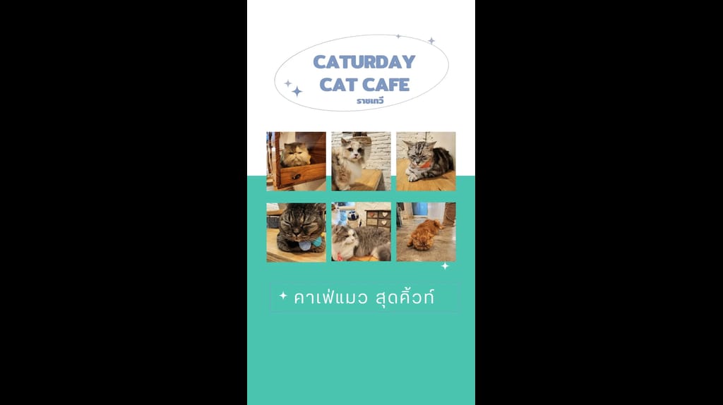 รีวิว Caturday Cat Cafe คาเฟ่แมวสุดคิ้วท์ ติด BTS ราชเทวี - TrueID Shorts