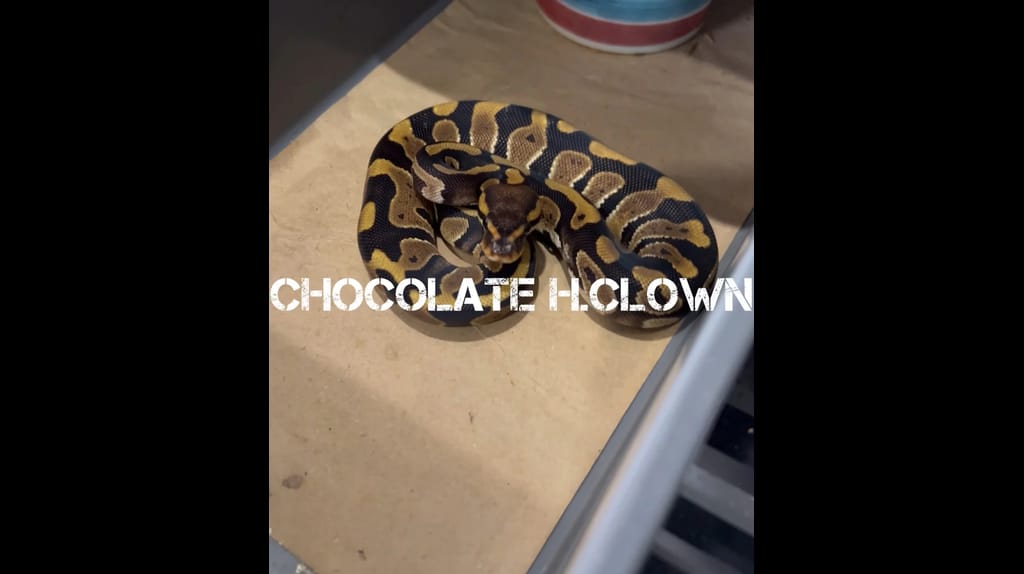 ทำความรู้จักงู Ball-Python Morph Chocolate H.clown จะน่ารักแค่ไหนไปชม ...