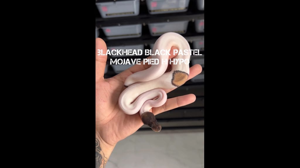 รู้จักน้องงูสวยงาม Ball-Python Morph Blackhead Blackpastel Mojave Pied ...