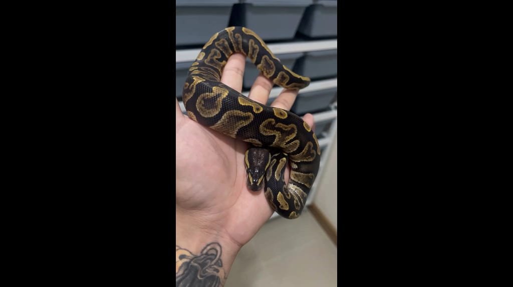 ทำความรู้จักหน้าตาของงู Ball-Python Morph GHI สัตว์เลี้ยงน่ารัก สร้าง ...