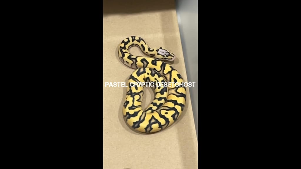 พบกับ งูบอลไพธ่อน สีเหลืองนวล Ball-Python Morph Pastel Cryptic Desert ...