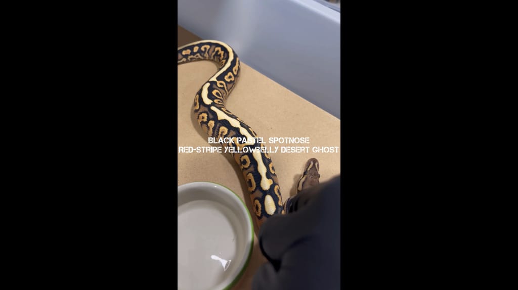 งูบอลไพธ่อน สีดำตุ่น Ball-Python Morph Blkpas Spotnose Red-Stripe ...