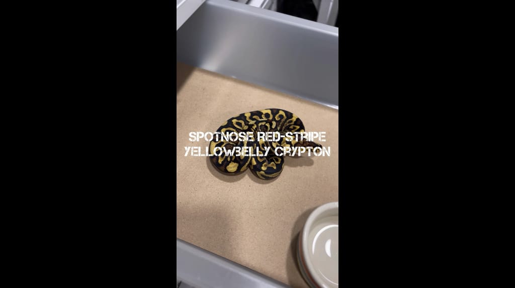แนะนำ งูบอลไพธ่อน Ball-Python Morph Spotnose Red-Stripe Yellowbelly ...