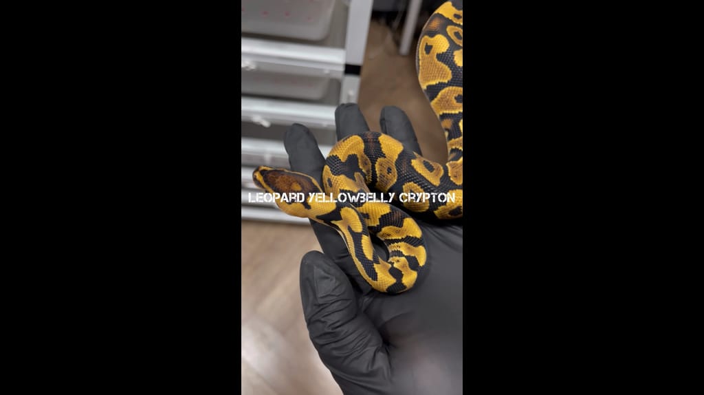 ทำความรู้จัก งูบอลไพธ่อน สีเหลือง Ball-Python Morph Leopard Yellowbelly ...