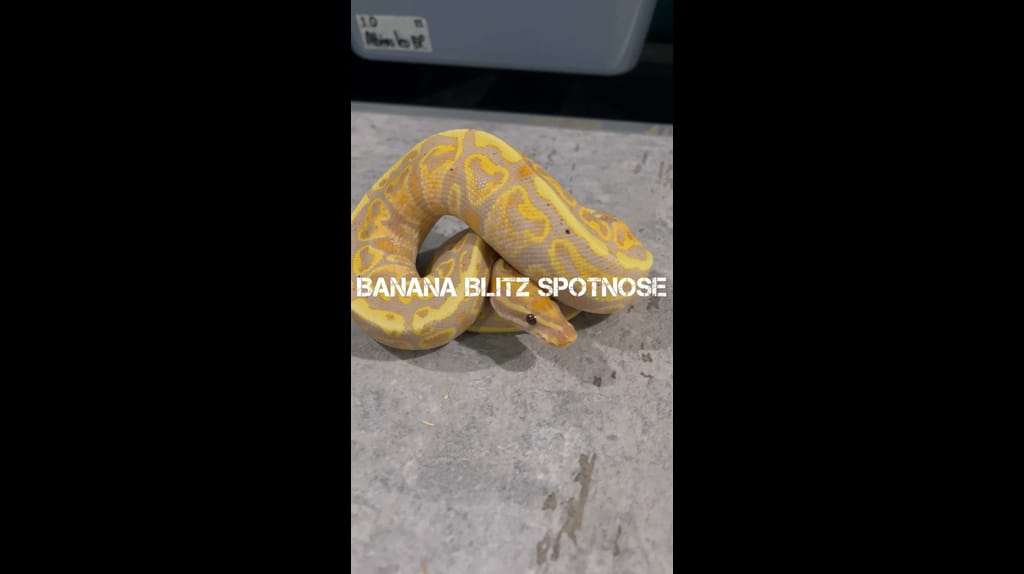แนะนำงูสวยงาม งูบอลไพธ่อน สีส้มลายสวย Ball-Python Morph Banana Spotnose ...