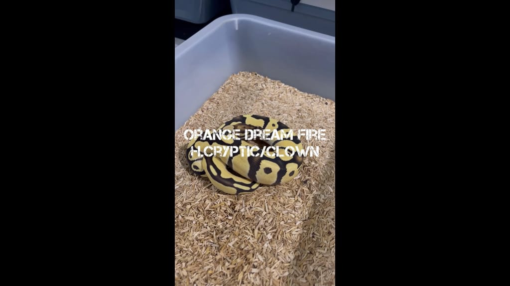 มาชมงูบอลไพธ่อน สีน่ารักๆ Ball-Python Morph Orange dream Fire h.cryptic ...