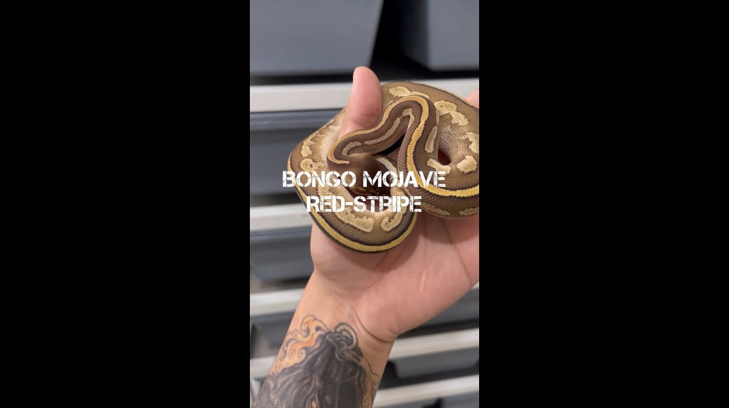 แนะนำงูบอลไพธ่อน สีน้ำตาลแดงลายชัด Morph Bongo Mojave Red-Stripe สีสวย ...
