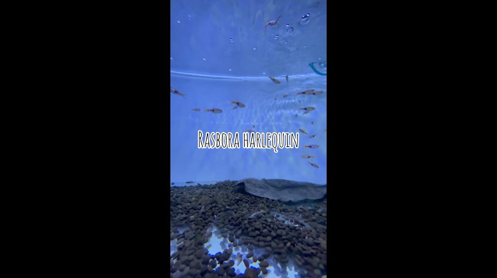 พาชมปลาสวยงาม “Rasbora harlequin” Atlas aquctic @จตุจักร - TrueID Shorts