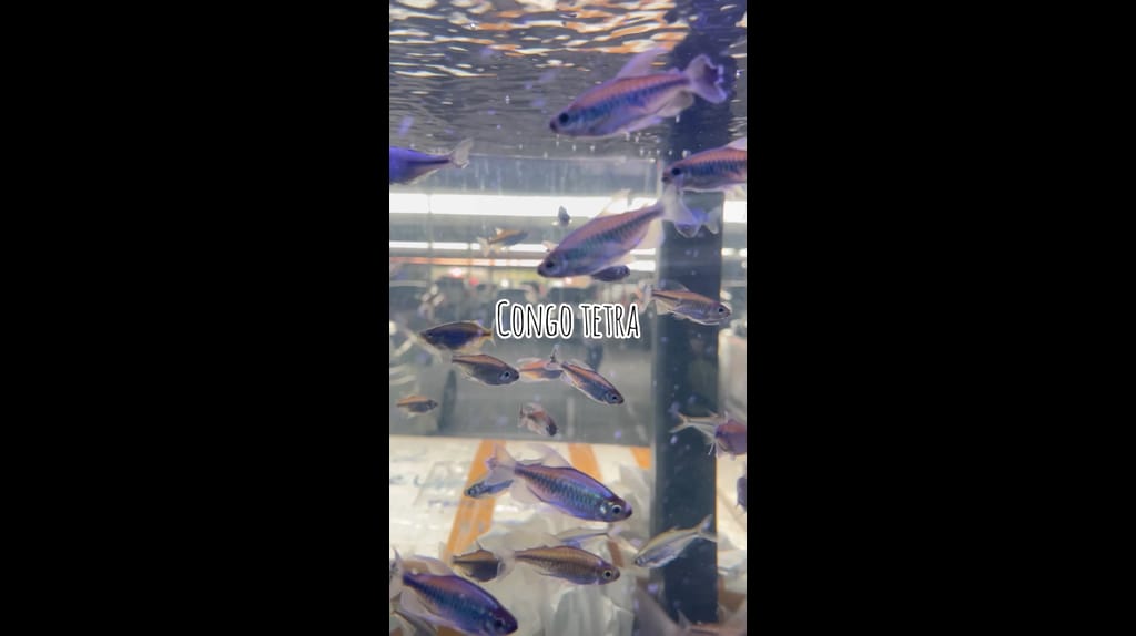 พาชมปลาสวยงาม “Congo tetra” Atlas aquctic @จตุจักร - TrueID Shorts