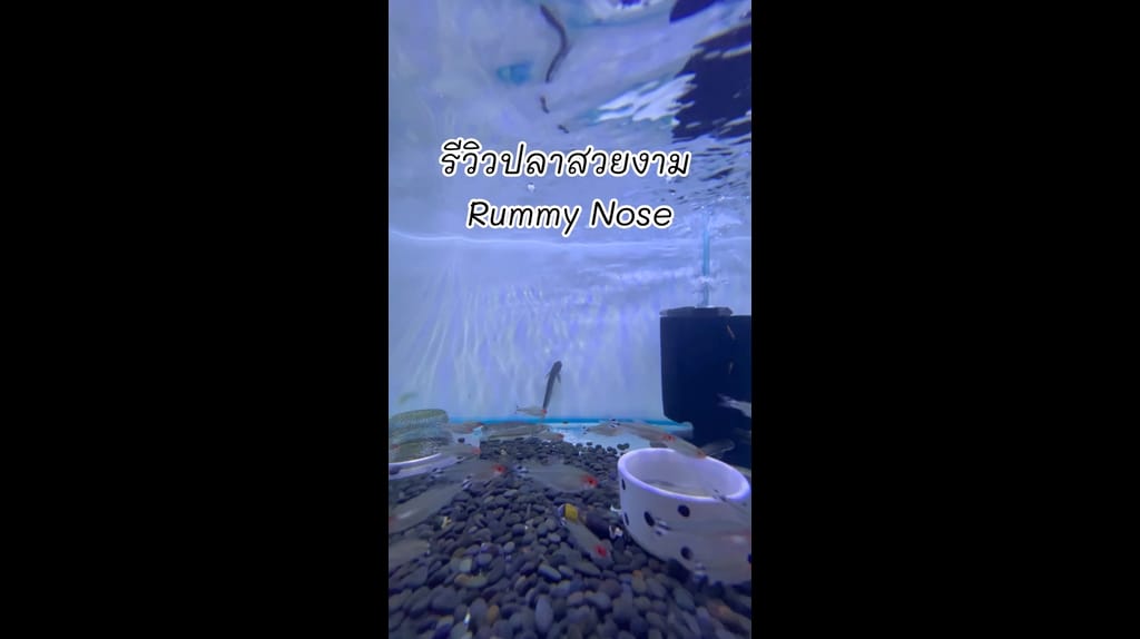 รีวิวปลาสวยงามสายพันธุ์ Rummy nose สีสวย EP.2 - TrueID Shorts