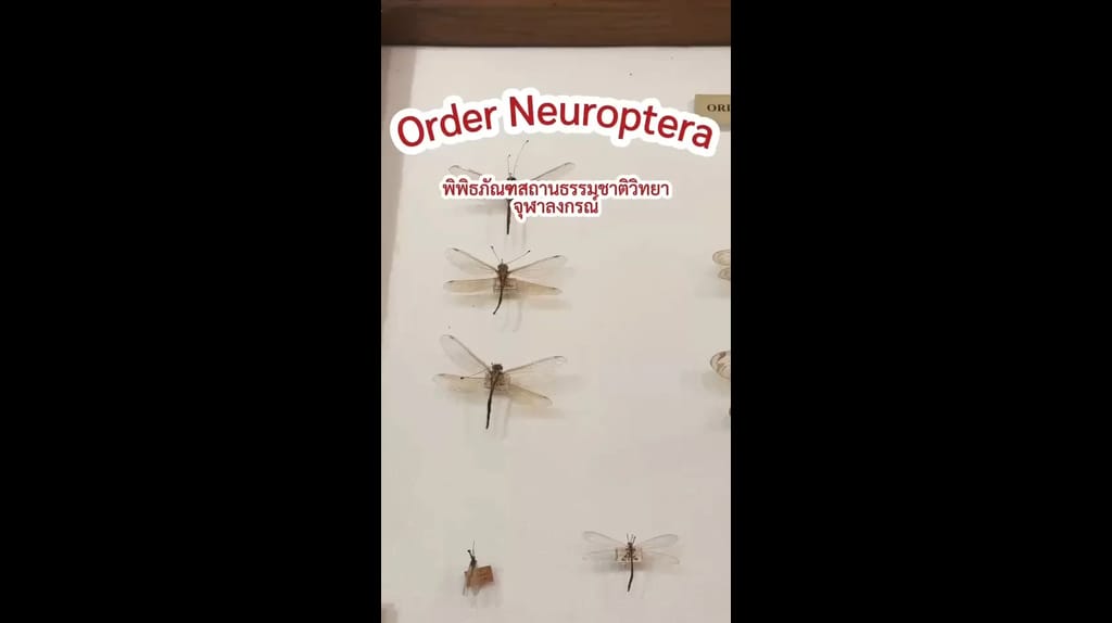 แมลงช้าง Order Neuroptera ปีกใส ความสวยงามที่ซ่อนอยู่ในโลกของแมลง - TrueID Shorts