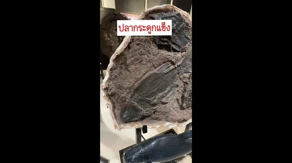 ไทยอิกธิส ปลากระดูกแข็งแห่งประเทศไทย พิพิธภัณฑ์ธรณีวิทยา ม.จุฬาฯ ...