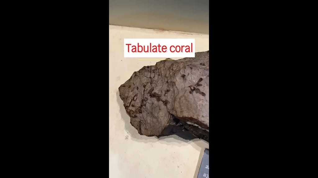 Tabulate coral ซากหินปะการังแผ่น พบที่จ.เลย จัดแสดง พิพิธภัณฑ์ธรณีวิทยา ...