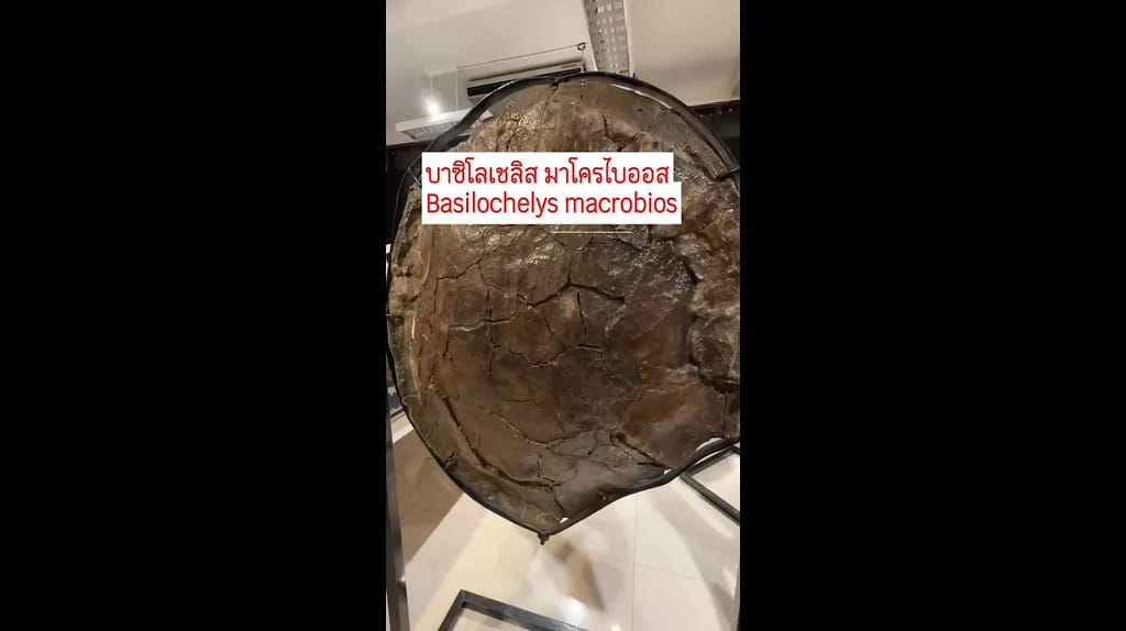 บาซิโลเชลิส มาโครไบออส Basilochelys macrobios ฟอสซิลเต่าขนาดใหญ่ พบที่ ...