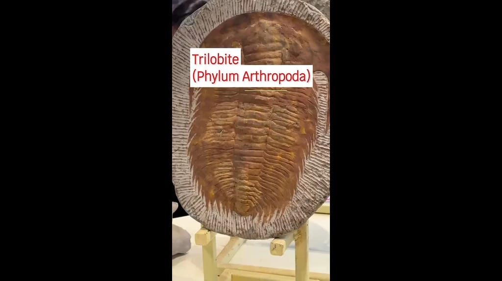 Trilobite (Phylum Arthropoda) ซากหินสัตว์ขาปล้อง อาร์โธพอด พิพิธภัณฑ์ ...