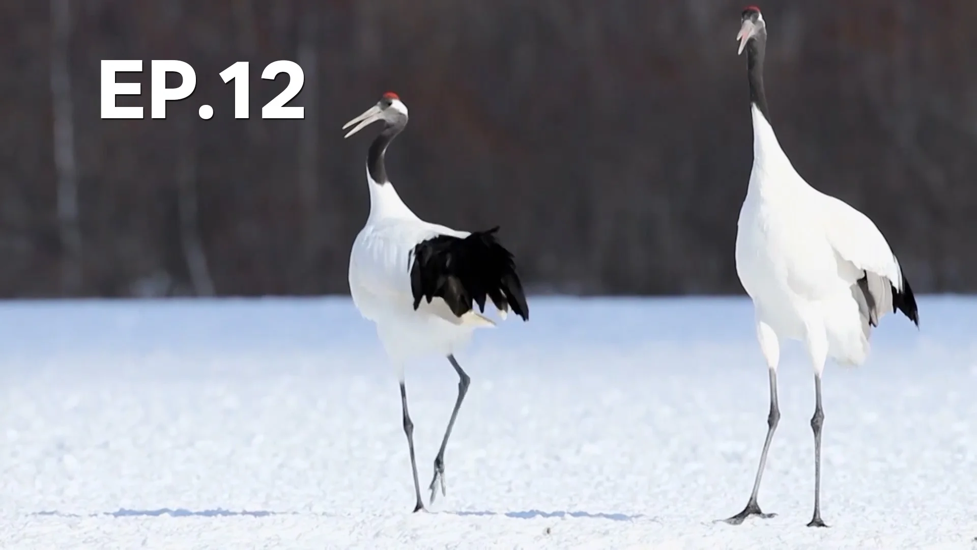 EP.12 | สุดยอดประสาทสัมผัส - ดูซีรี่ส์ออนไลน์