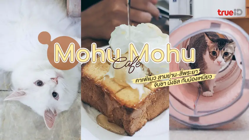 Mohu Mohu Cat Cafe คาเฟ่แมว สามย่าน จิบชา นั่งชิล กับน้องเหมียว