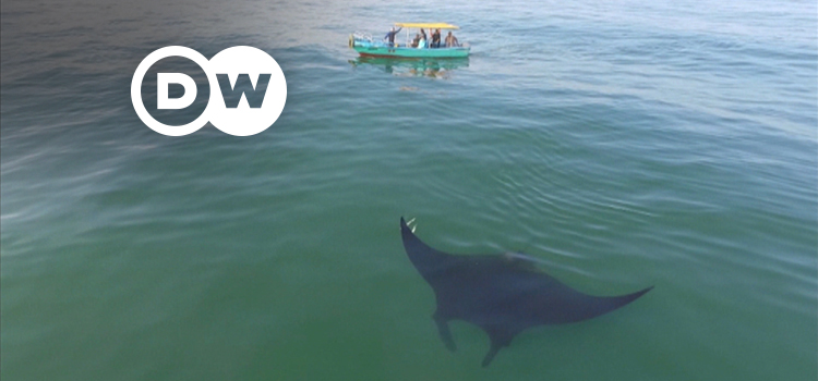 EP.03 | Going Wild Peru – Manta Rays - ดูซีรี่ส์ออนไลน์