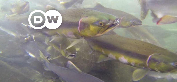 EP.03 | Now You Know Why do fish swim against the current? - ดูซีรี่ส์ ...