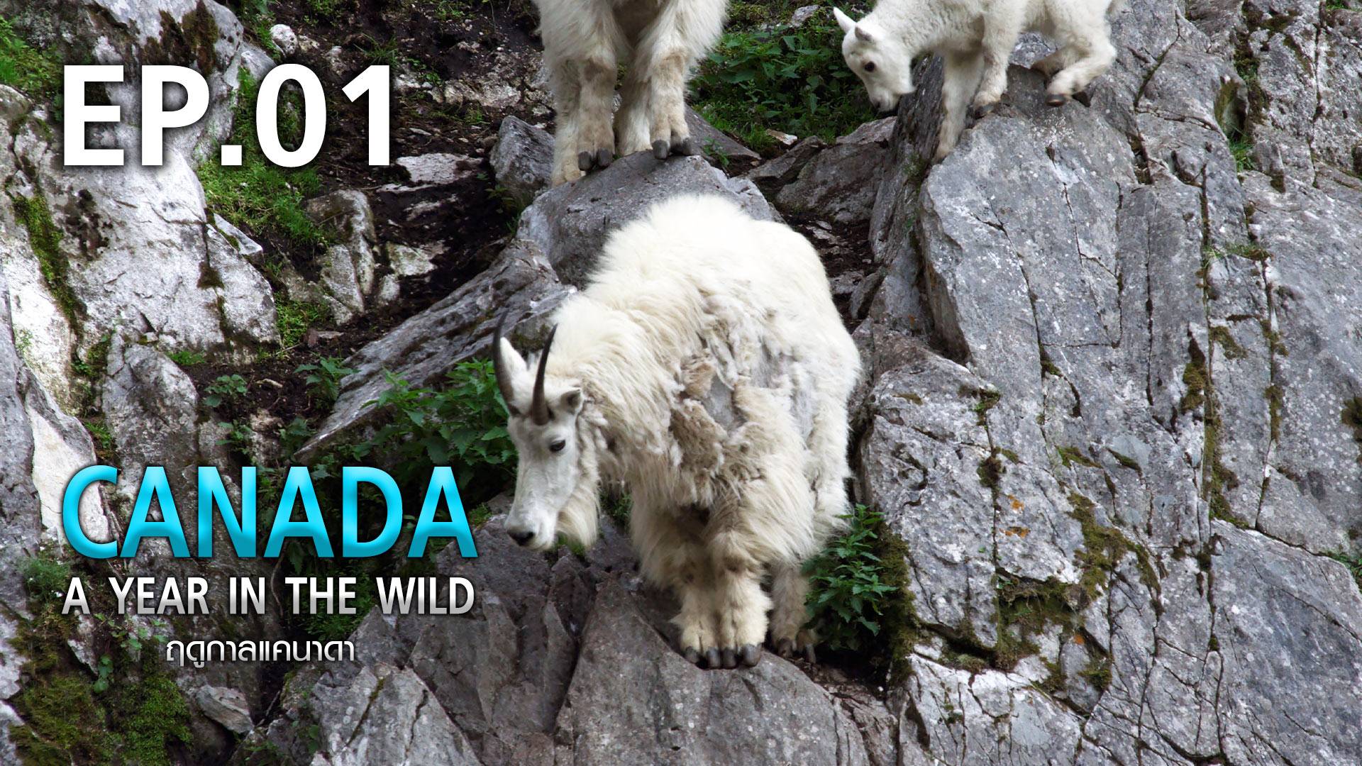 EP.01 | CANADA: A YEAR IN THE WILD EP.01 | ฤดูกาลแคนาดา - ดูหนังออนไลน์