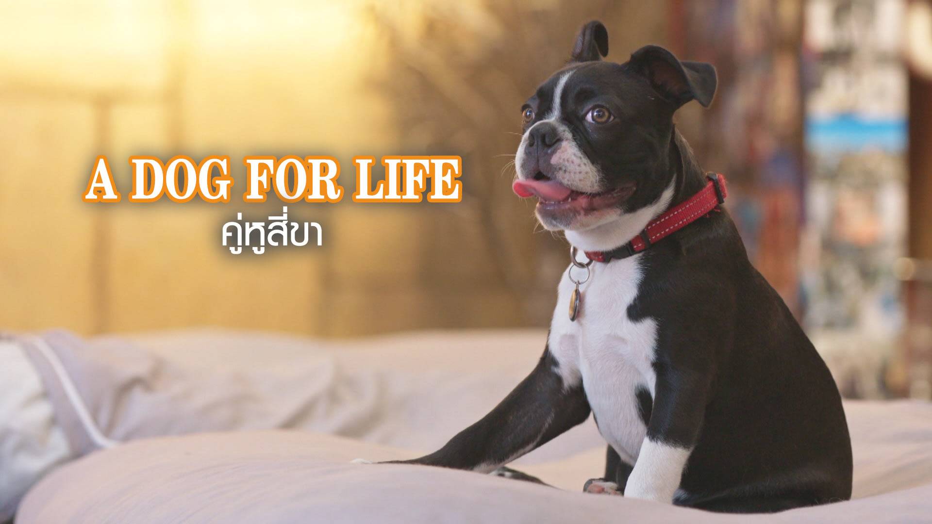 A DOG FOR LIFE - ดูซีรี่ส์ออนไลน์