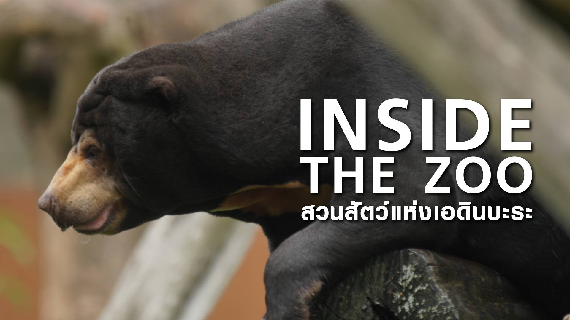 INSIDE THE ZOO - Watch Series Online