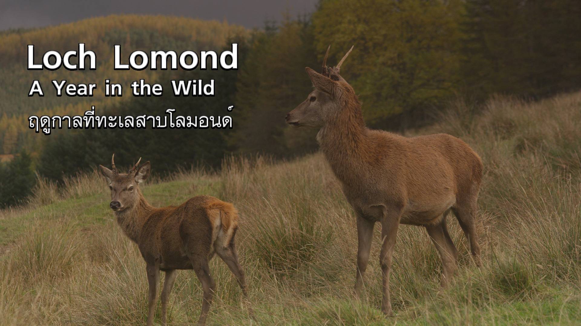 LOCH LOMOND: A YEAR IN THE WILD - Watch Series Online