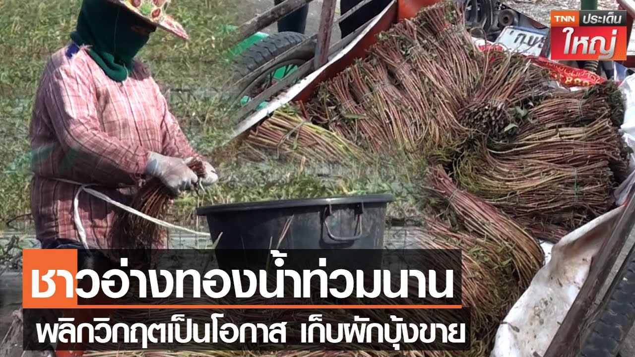 ชาวอ่างทองน้ำท่วมนาน พลิกวิกฤตโอกาสเก็บผักบุ้งขาย l TNNประเด็นใหญ่ 16 - 11 -2565 - ดูหนังออนไลน์