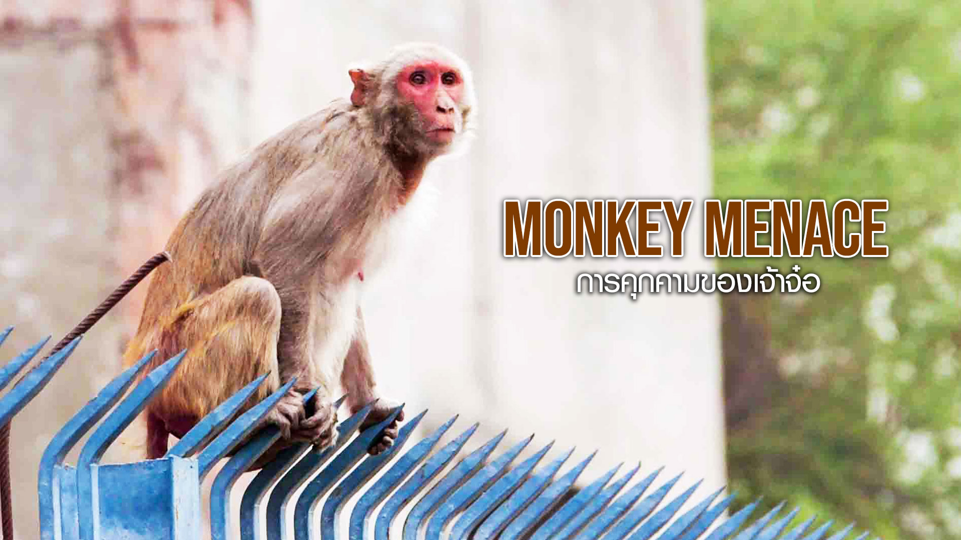 Monkey Menace - Watch Movies Online