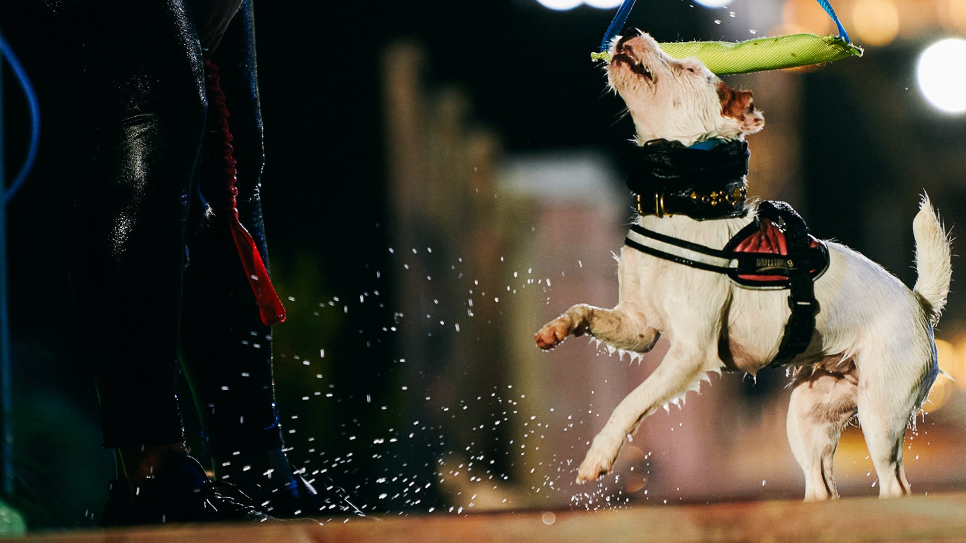 America's Top Dog S2 - Watch Series Online