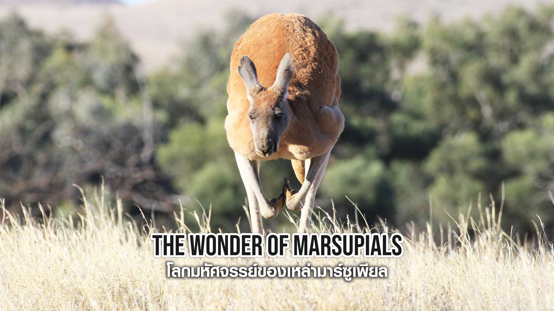 The Wonder of Marsupials - Watch Series Online