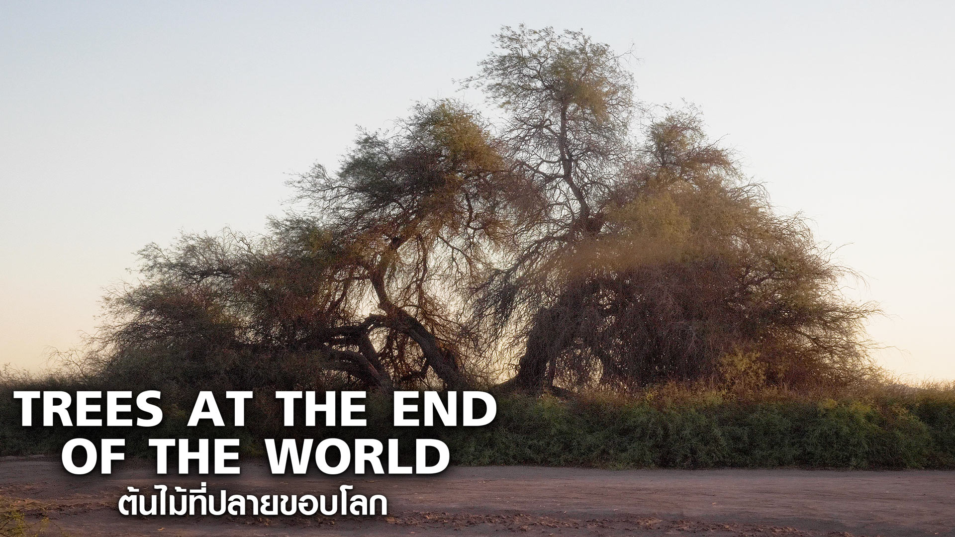 Trees at the End of the World - Watch Series Online