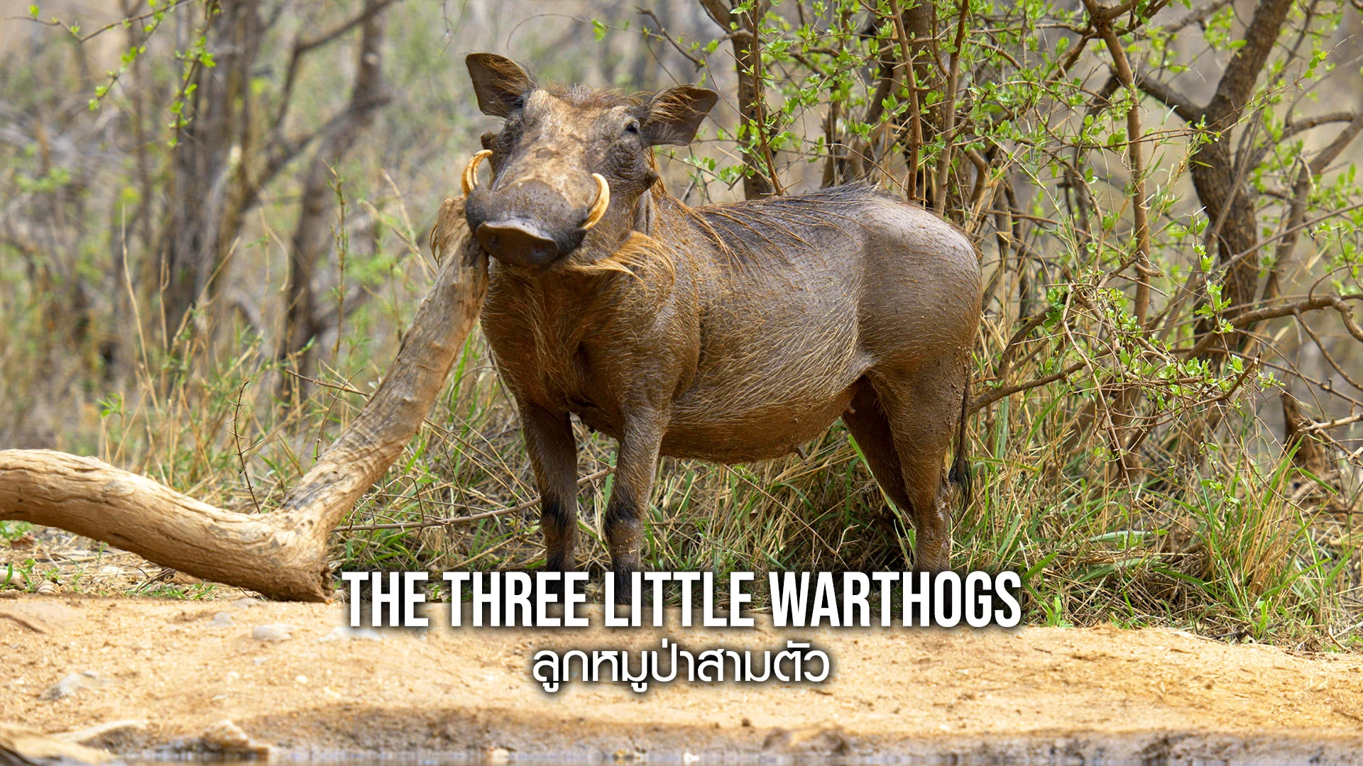 The Three Little Warthogs - Watch Movies Online