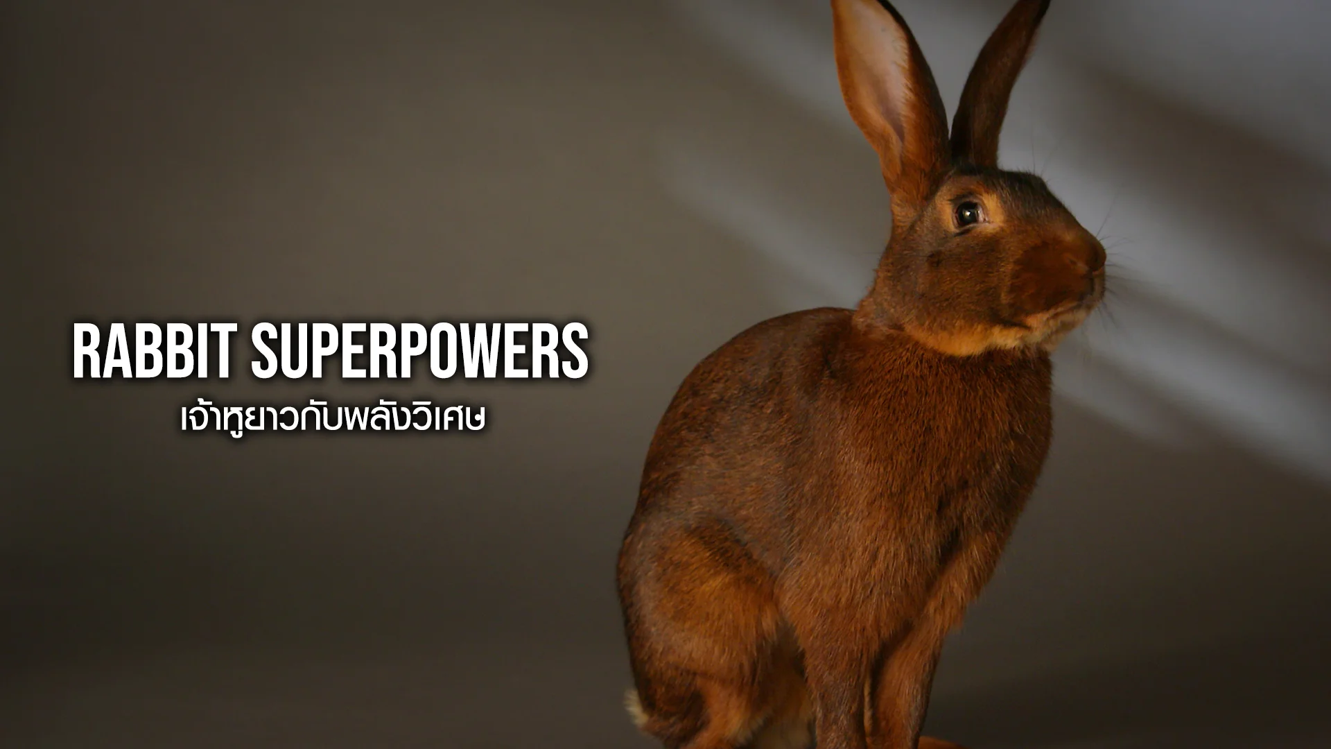Rabbit Superpowers - Watch Movies Online