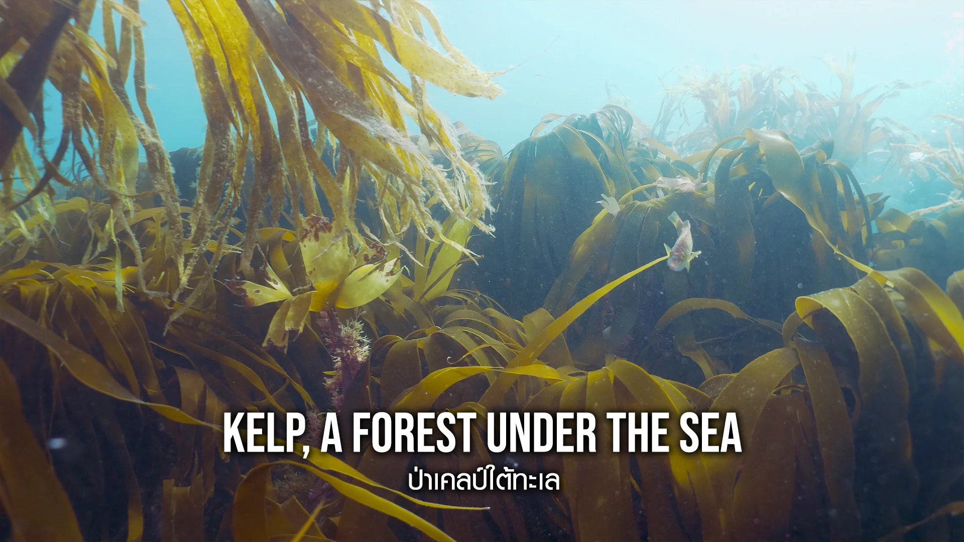Kelp, a Forest under the Sea - Watch Movies Online
