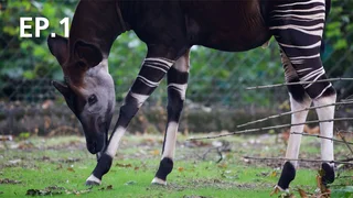 The Zoo - ดูซีรี่ส์ออนไลน์