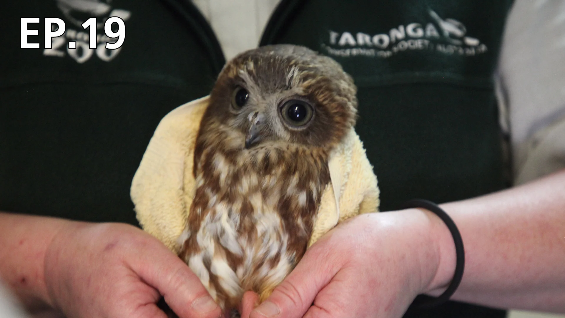 EP.19 | เปิดประตูสวนสัตว์ทารองก้า ปี 1&2 - ดูซีรี่ส์ออนไลน์