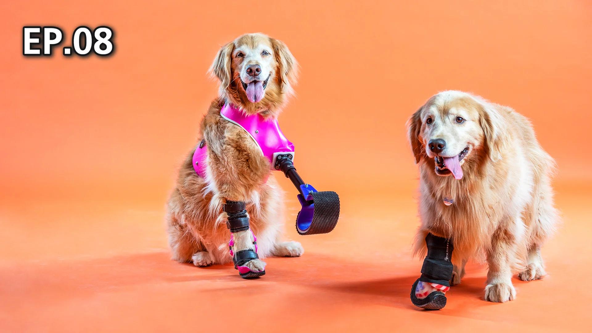 EP.08 | The Wizard of Paws S1&2 - Watch Series Online