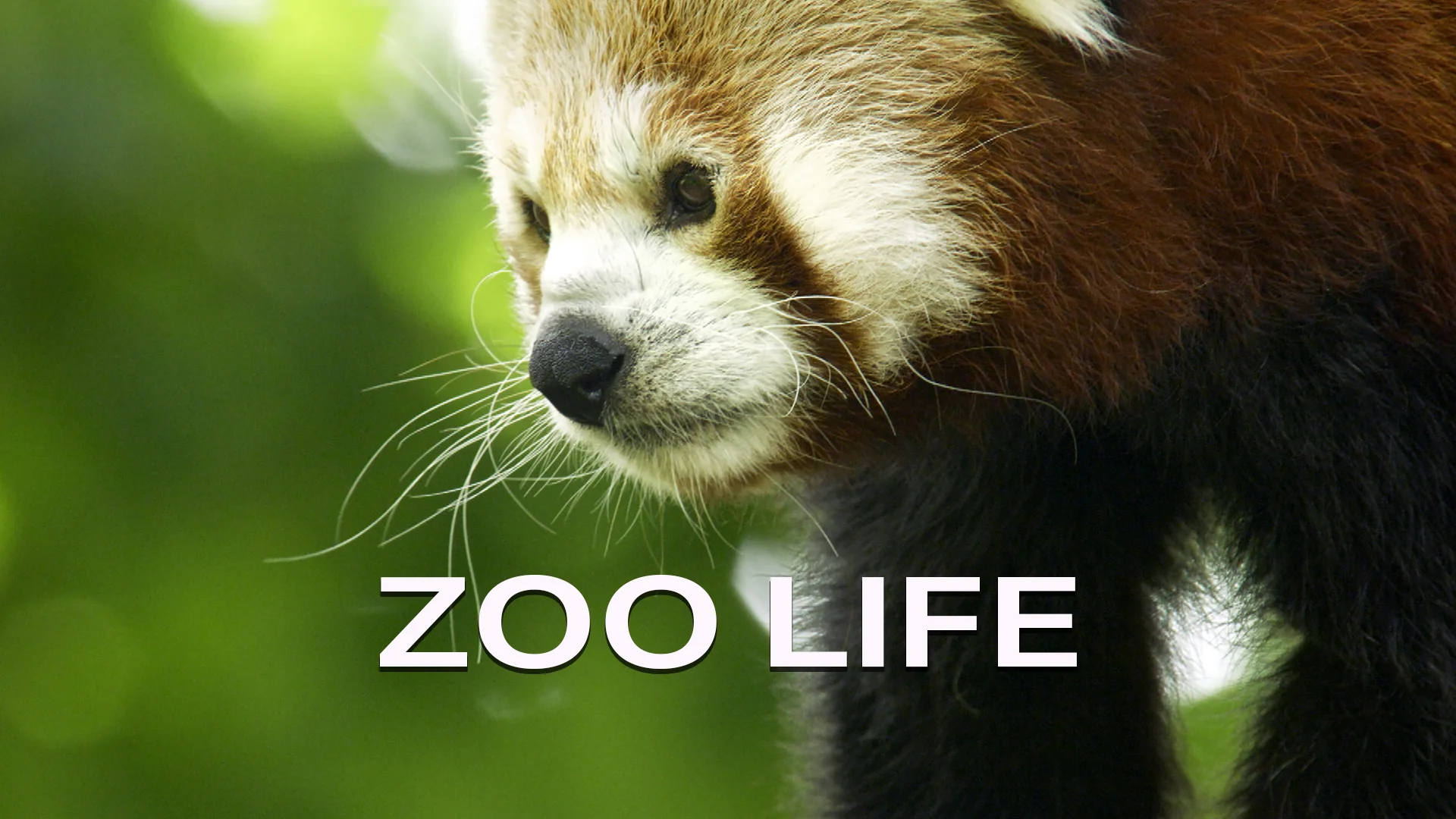 Zoo Life - Watch Series Online