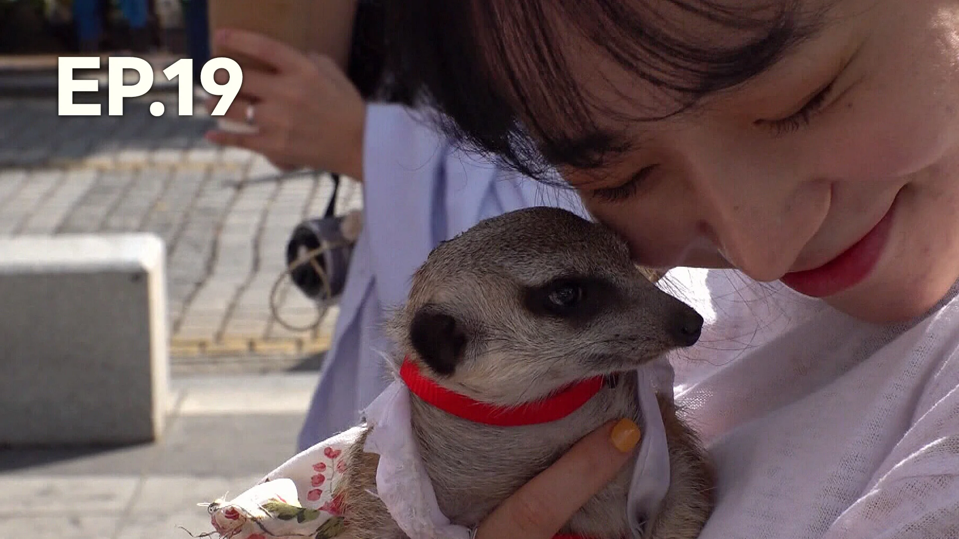 EP.19 | ทีวีของคนรักสัตว์ ปี3 - ดูซีรี่ส์ออนไลน์