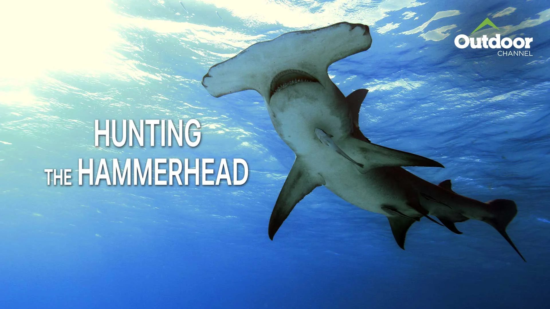 Hunting the Hammerhead - ดูซีรี่ส์ออนไลน์