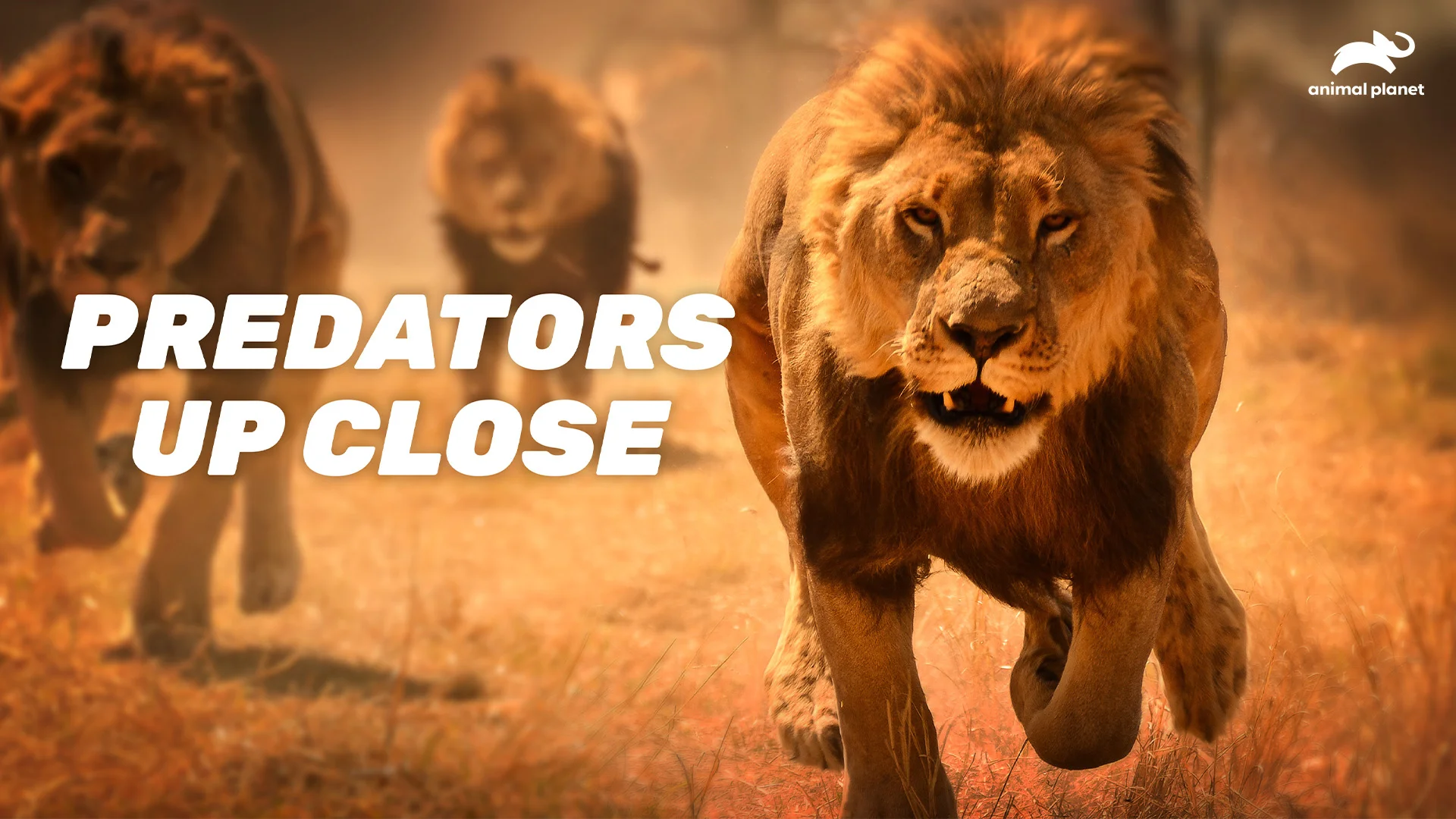 Predators Up Close With Joel Lambert - ดูซีรี่ส์ออนไลน์