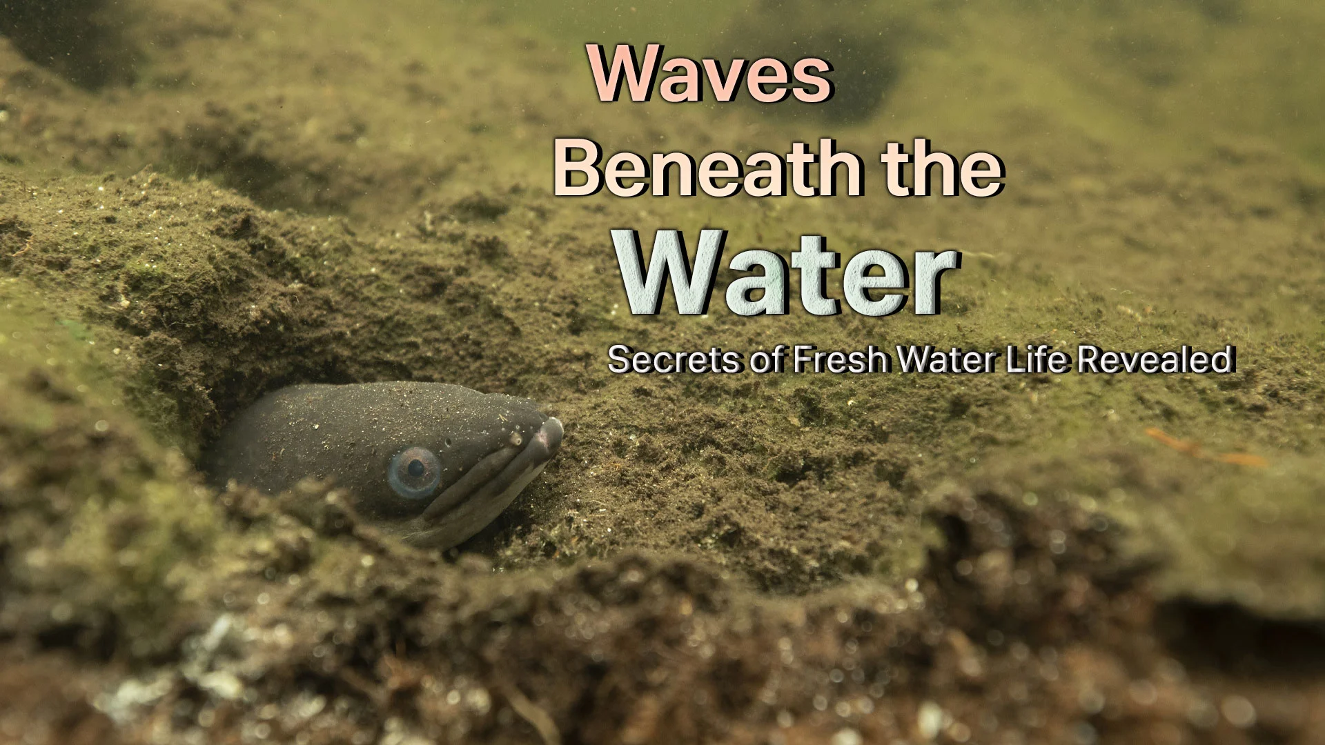 Waves Beneath the Water: Secrets of Fresh Water Life Revealed - Watch ...