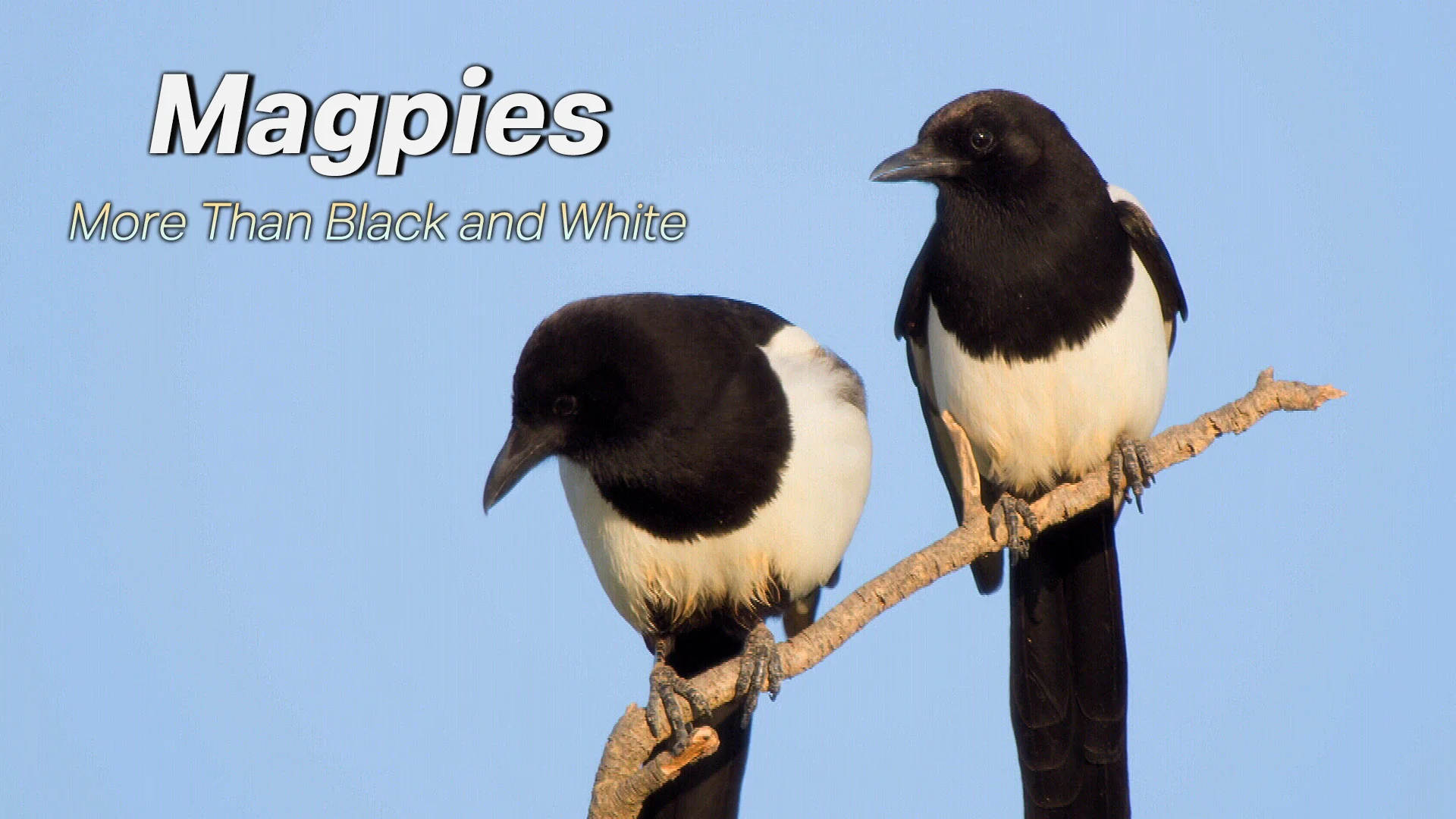 Magpies - More than Black and White - Watch Movies Online