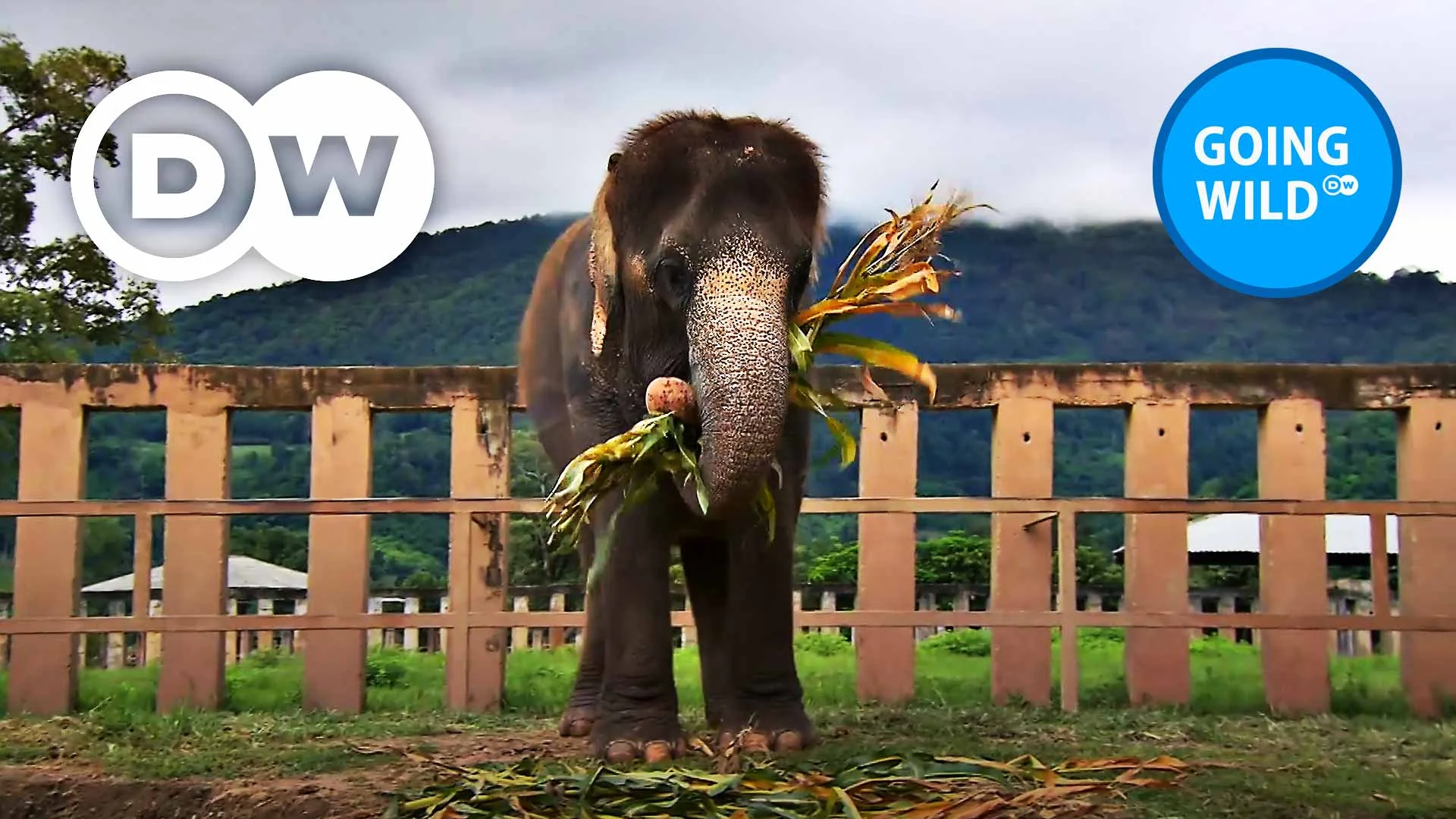 Going Wild - ดูซีรี่ส์ออนไลน์