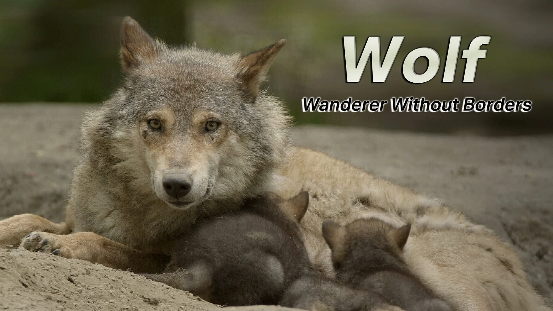 Wolf - Wanderer Without Borders - Watch Series Online