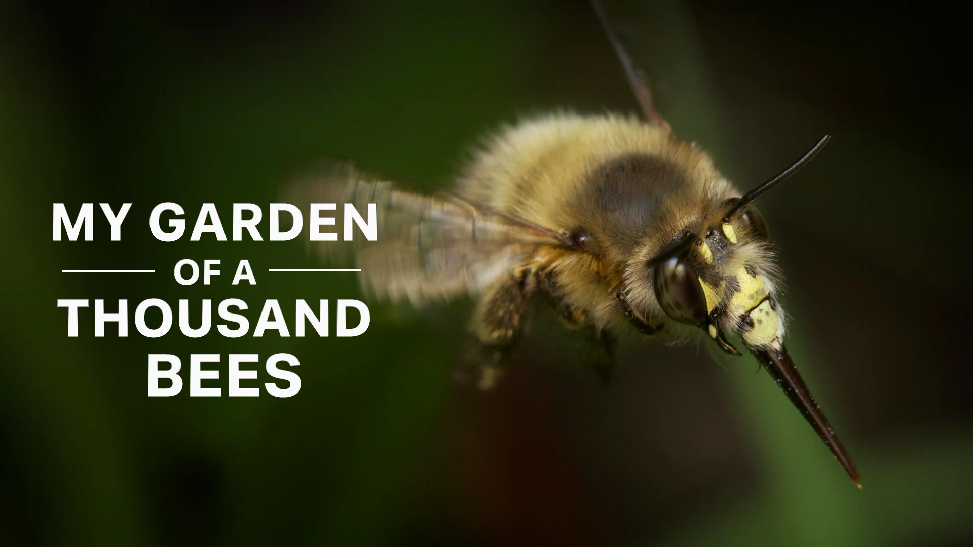 My Garden of a Thousand Bees - Watch Movies Online