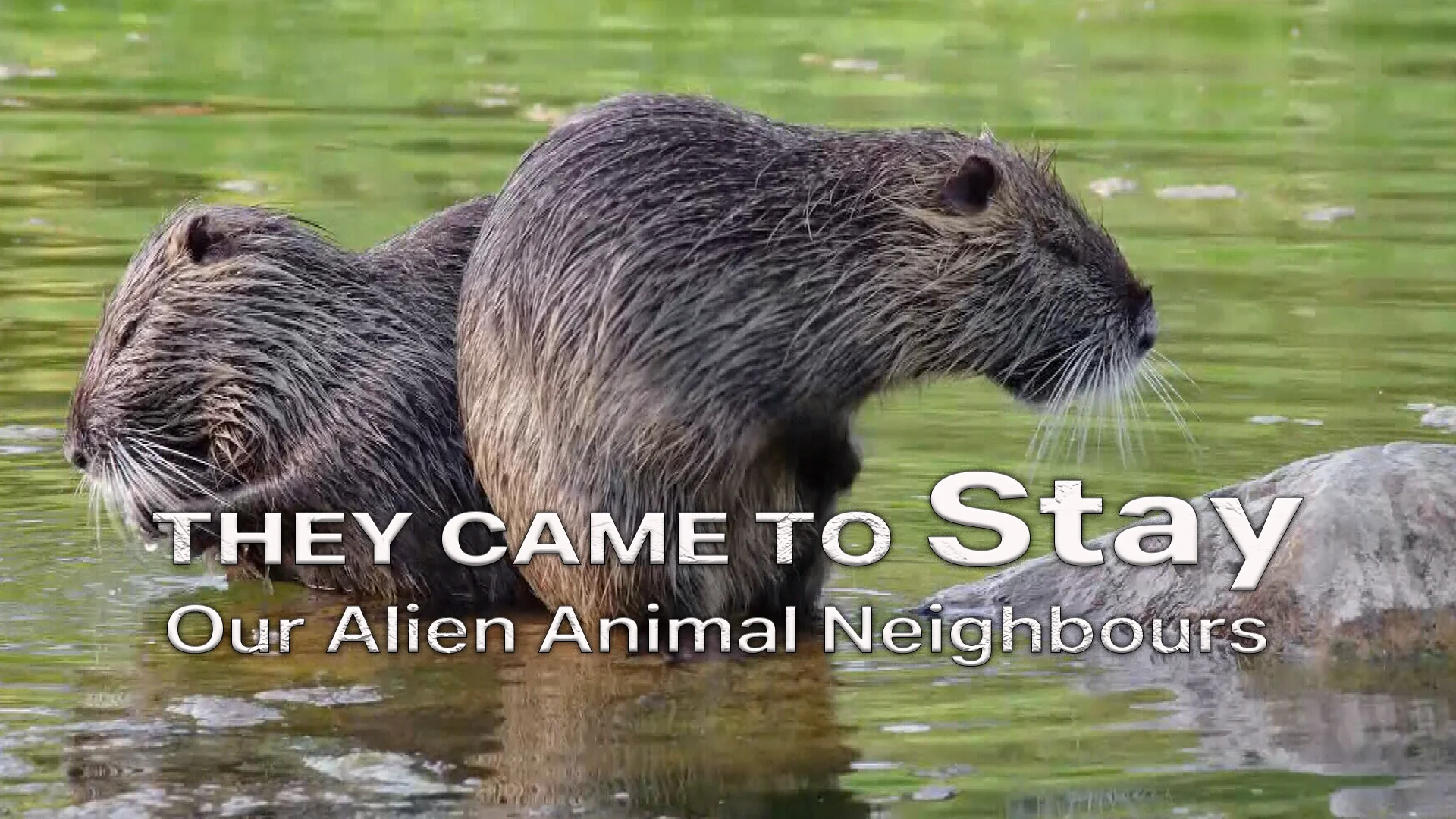 They Came to Stay - Our Alien Animal Neighbours - Watch Series Online
