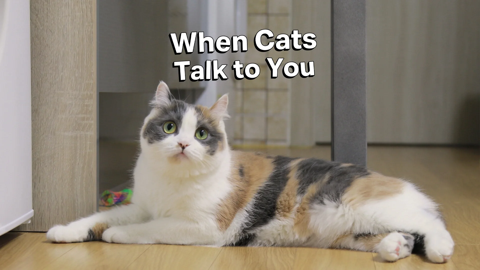 When Cats Talk to You - Watch Series Online